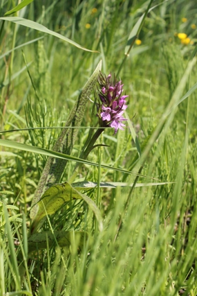 Opgeschoten gras, deel 5. – www.hoekwierde.nl
