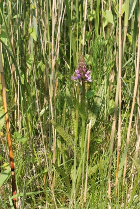 Opgeschoten gras, deel 5. – www.hoekwierde.nl